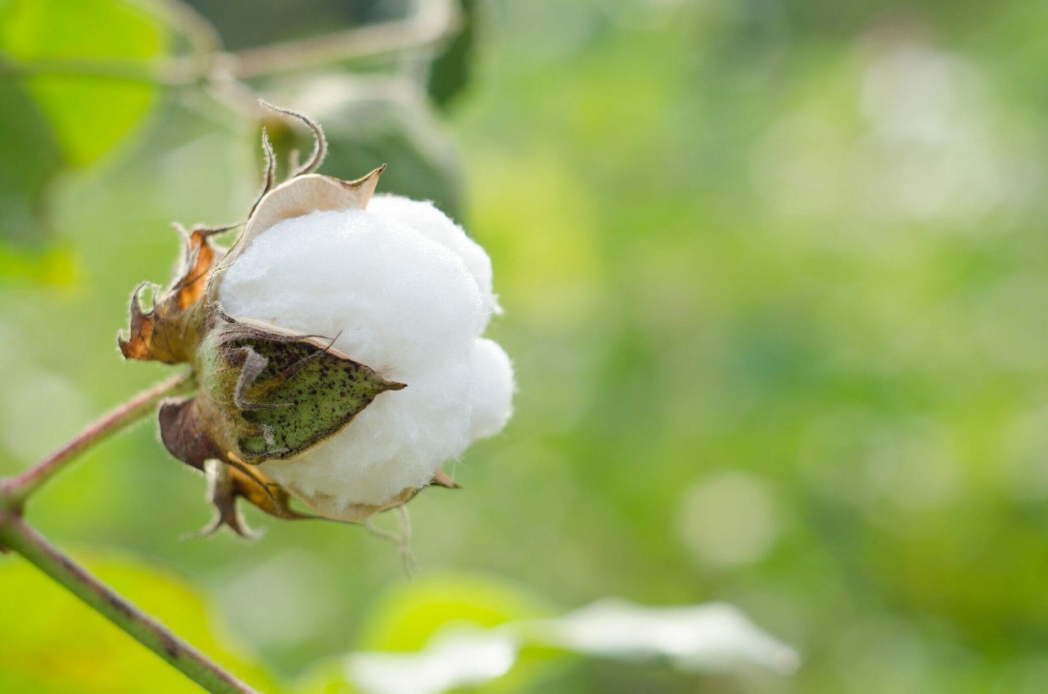 Pakistan shows huge potential for organic cotton - Organic Cotton ...