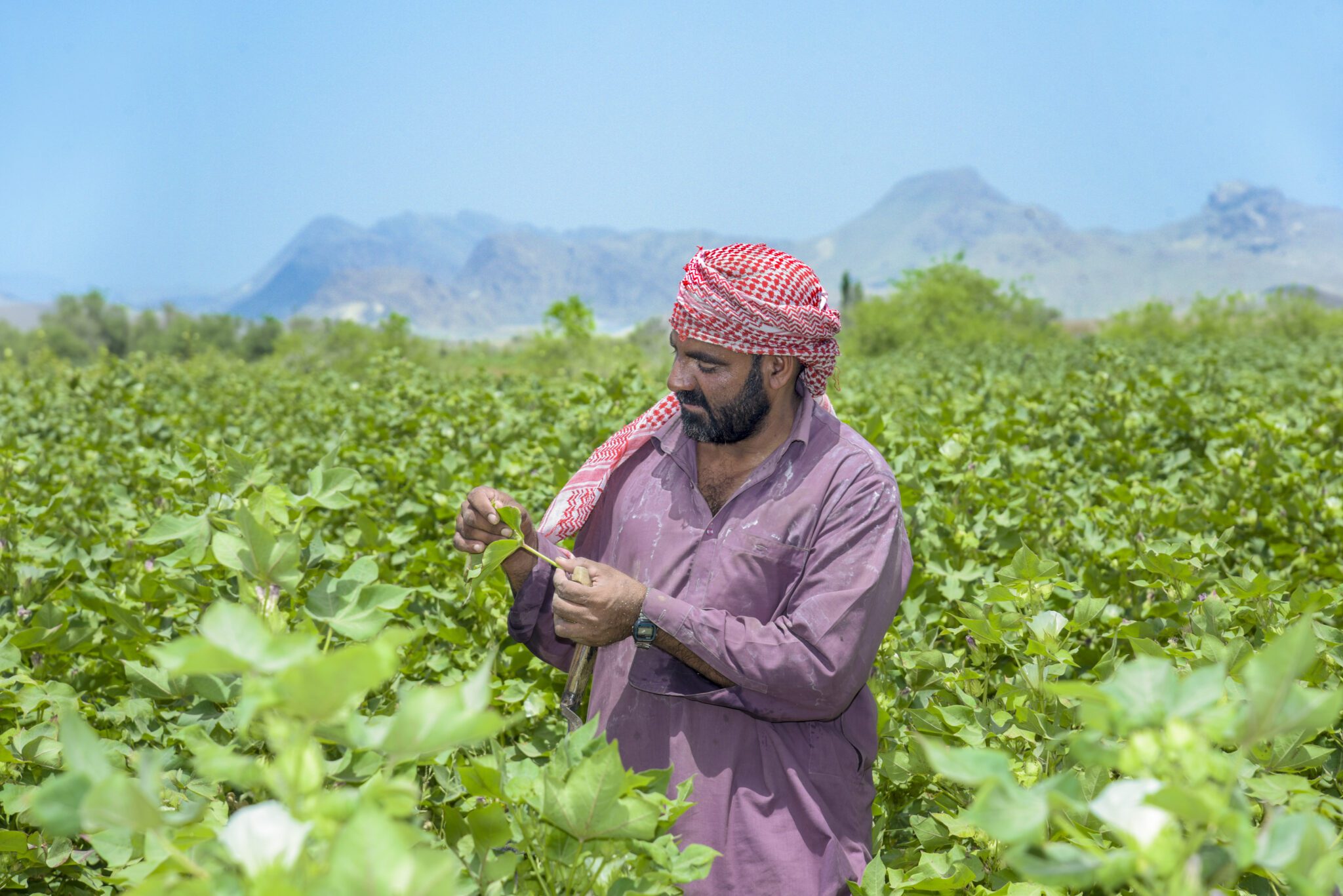 OCA Farmer Stories - Organic Cotton Accelerator