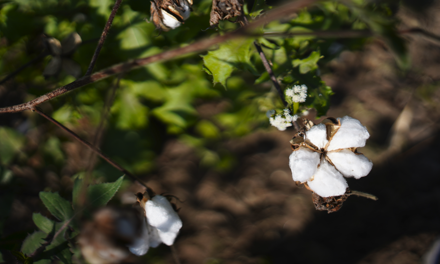 OCA announces new Board appointments - Organic Cotton Accelerator