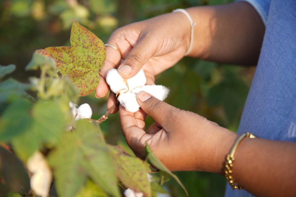 Our Theory of Change - Organic Cotton Accelerator