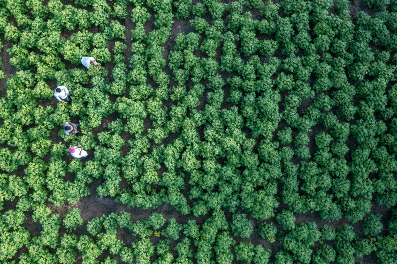 OCA's 2023 Annual Report: key highlights - Organic Cotton Accelerator