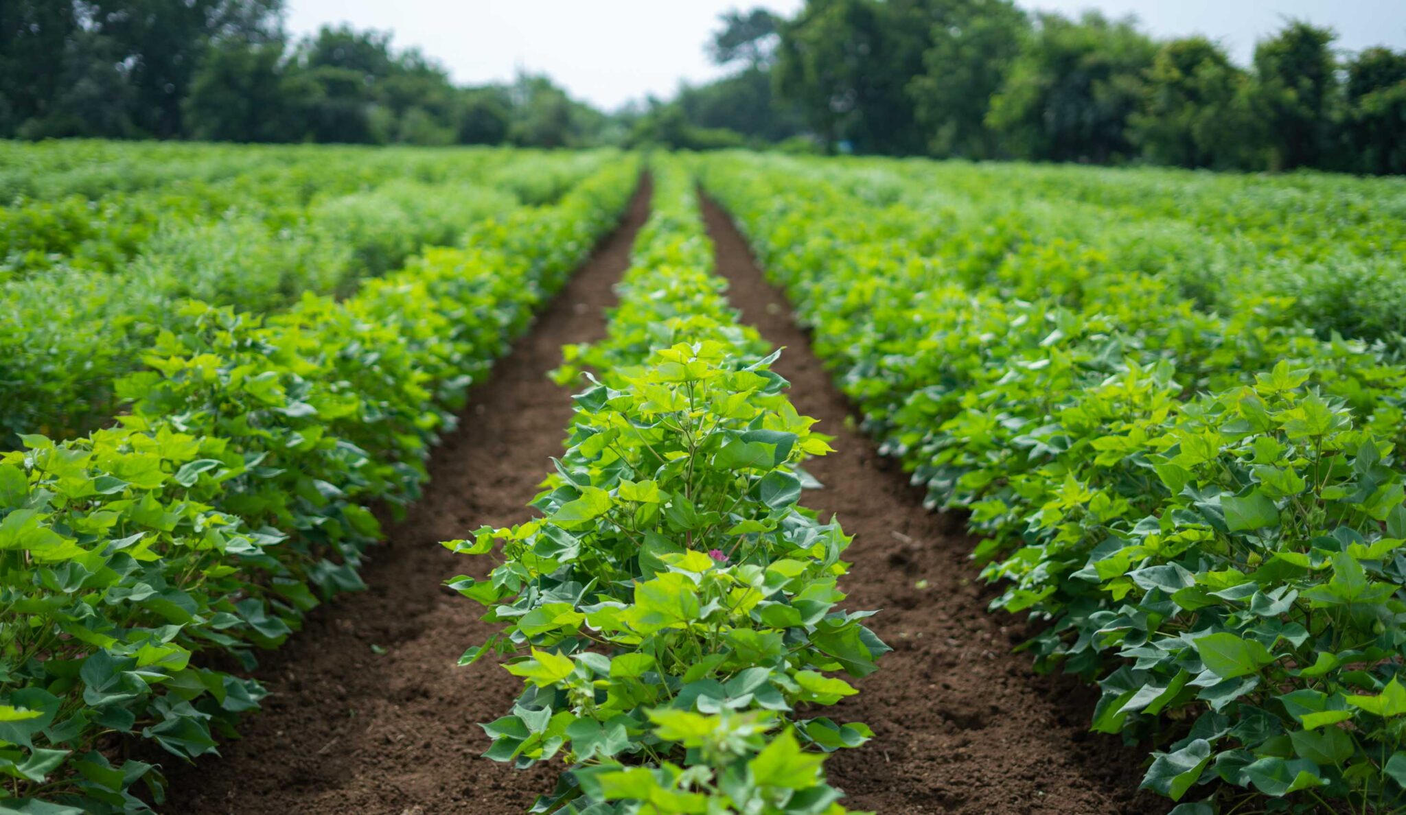 Organic Cotton Accelerator calls on textile industry to support farmers ...