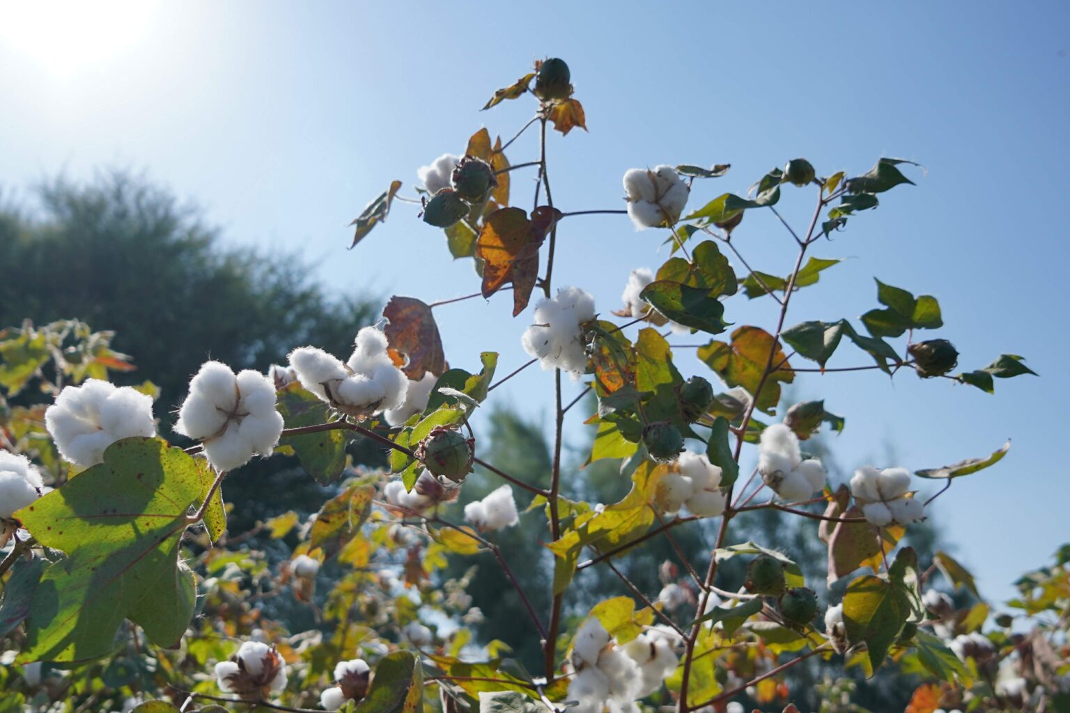 Advancing sustainable textiles with organic cotton: OCA’s Position on ...
