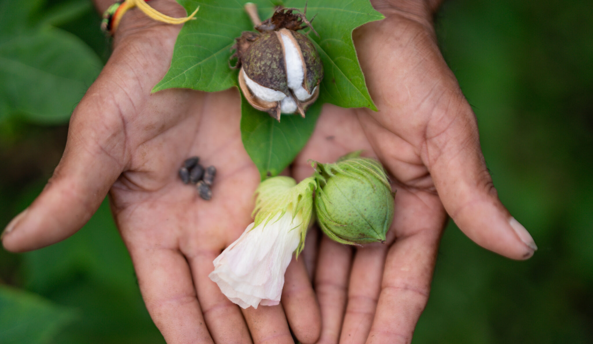 Farmer stories: Ganeshwar - Organic Cotton Accelerator