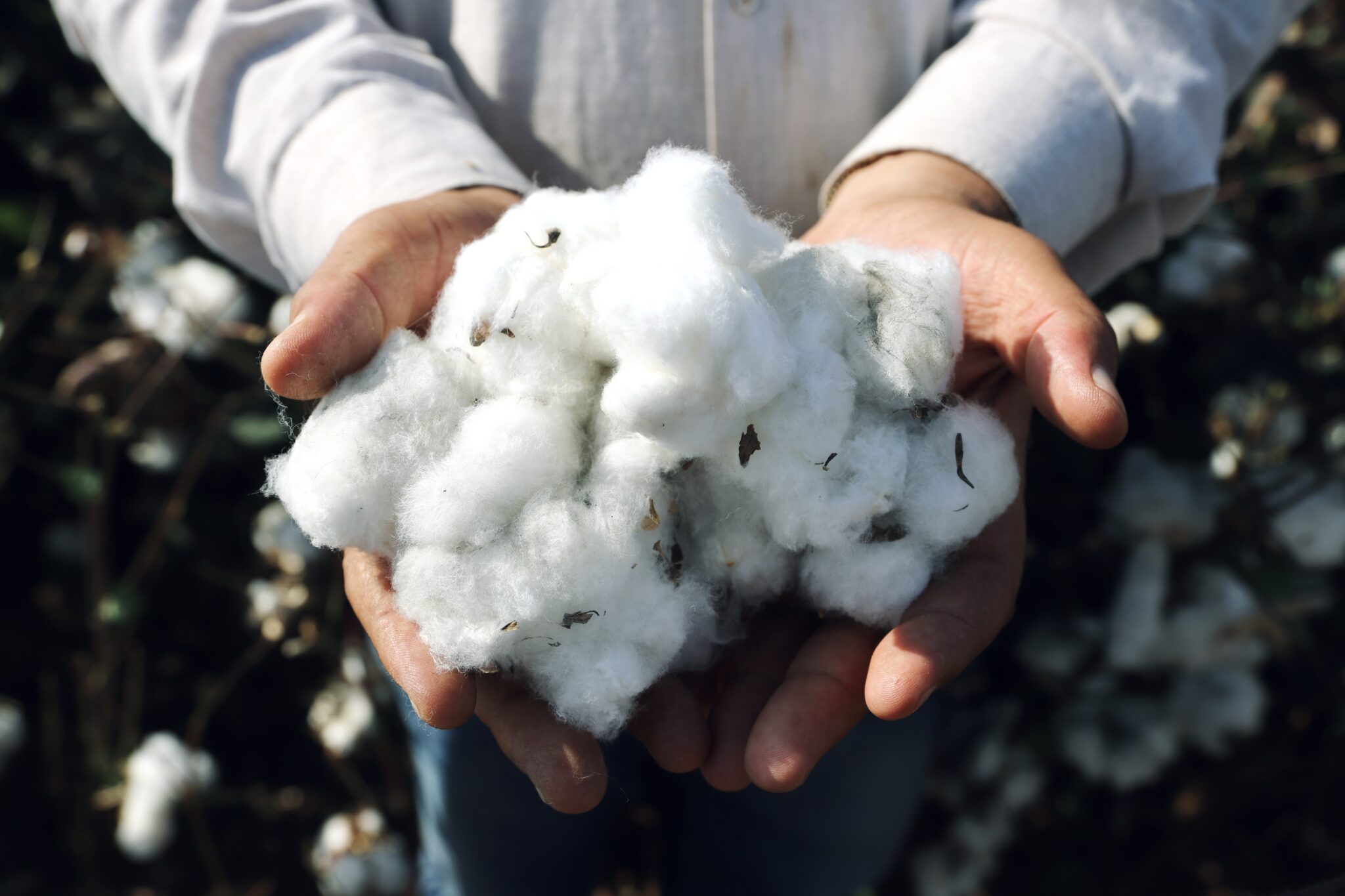 OCA supports sector alignment with new GMO testing standards for cotton ...