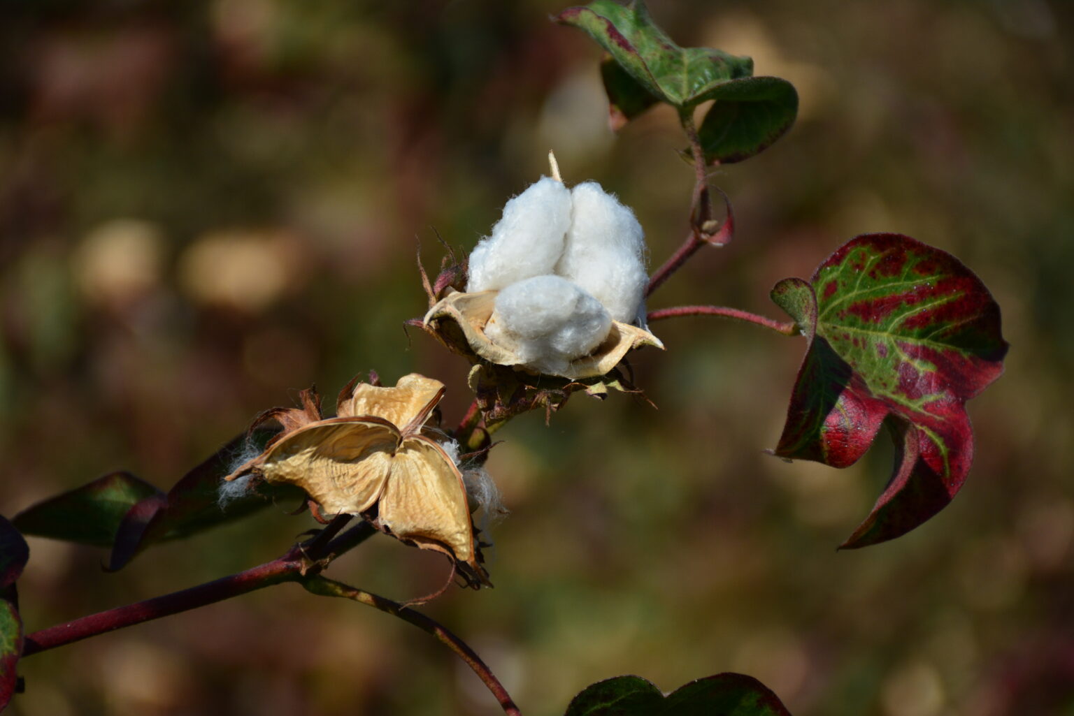 Organic Cotton in 2026: from policy momentum to real-world impact ...